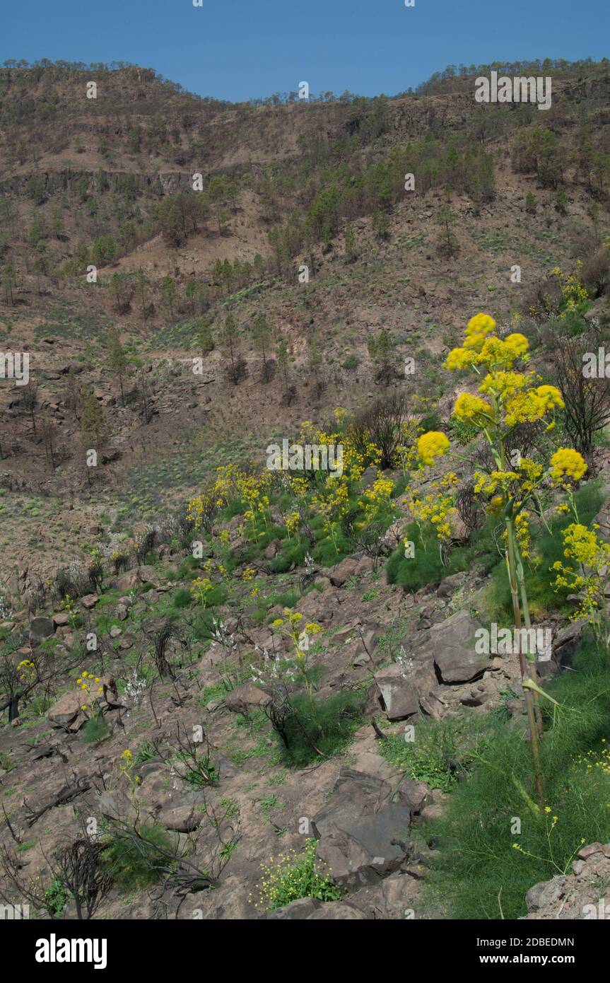 Landscape with plants of Ferula linkii in flower. Cortijo de Inagua ...