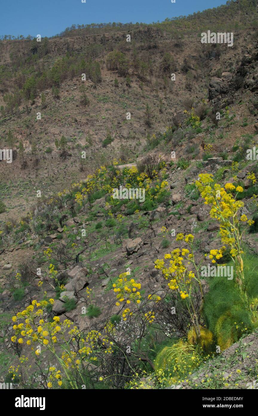 Landscape with plants of Ferula linkii in flower. Cortijo de Inagua ...