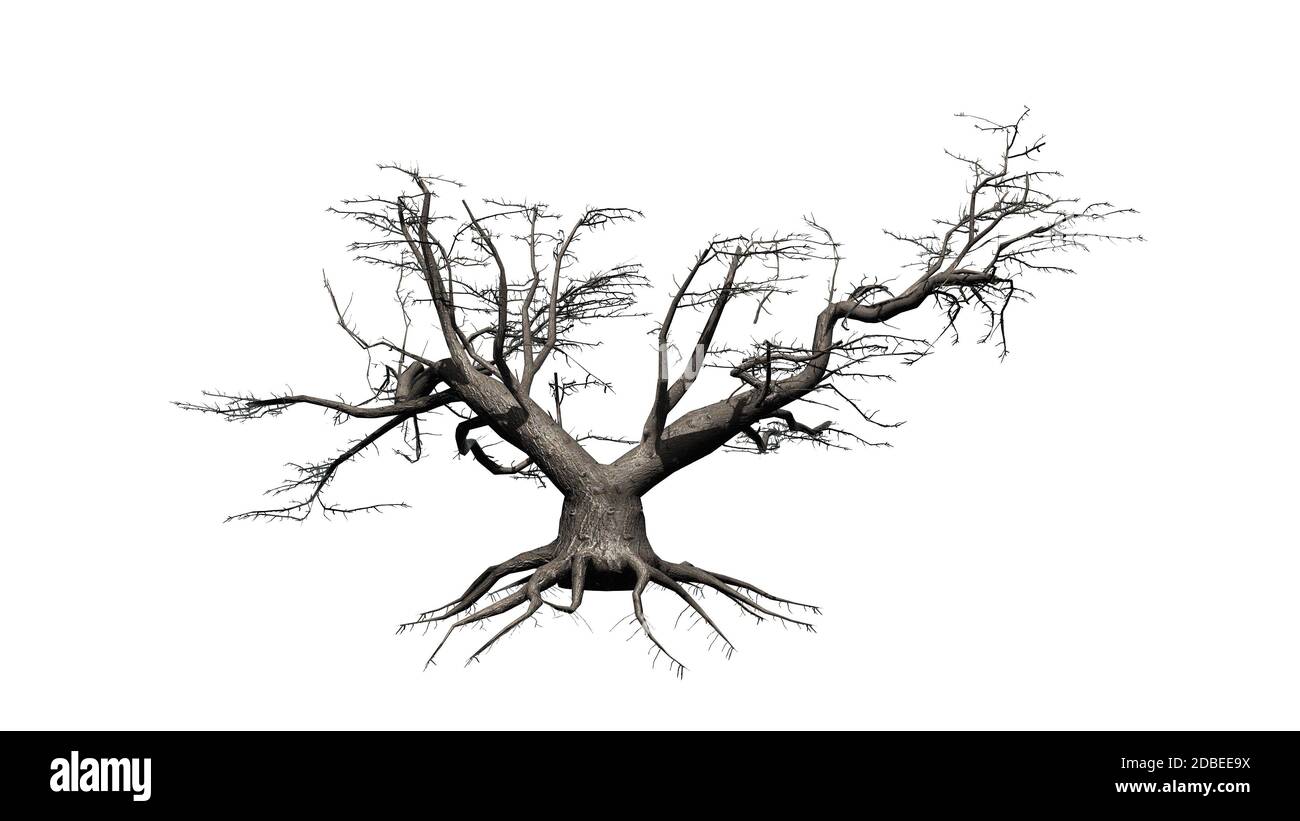 a single high Japanese Maple tree in winter Stock Photo - Alamy