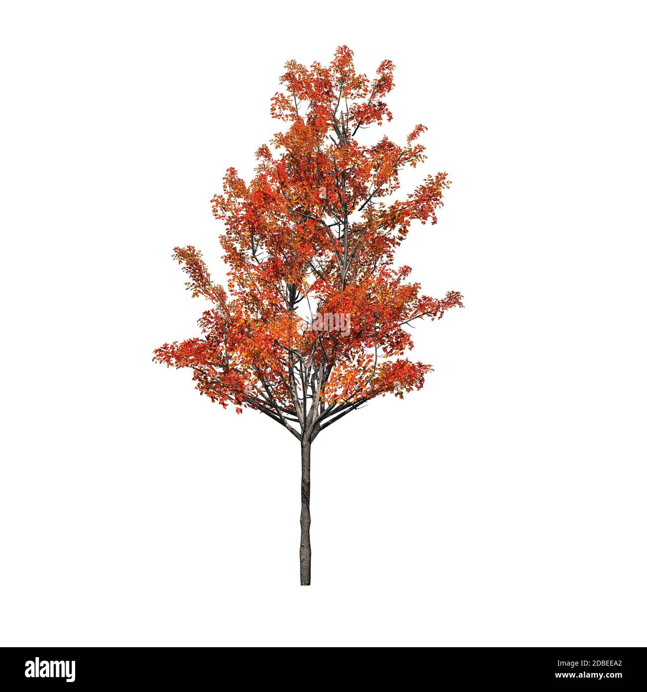 Japanese Maple tree in autumn Stock Photo - Alamy