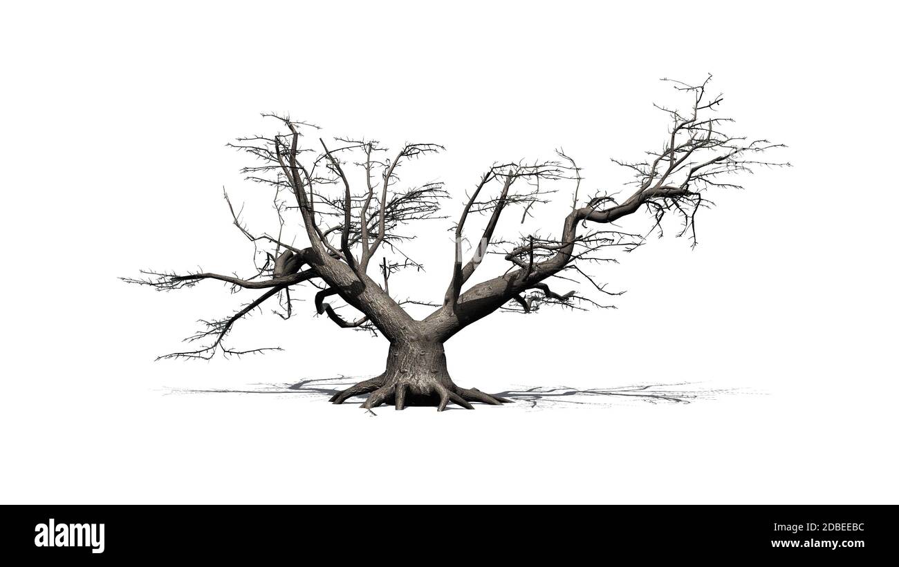 a single high Japanese Maple tree in winter with shadow Stock Photo - Alamy