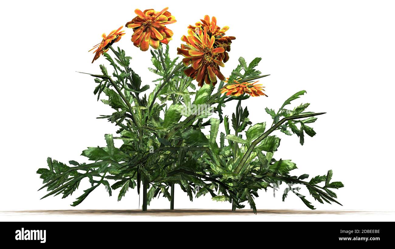 Marigold flower on white background Stock Photo - Alamy