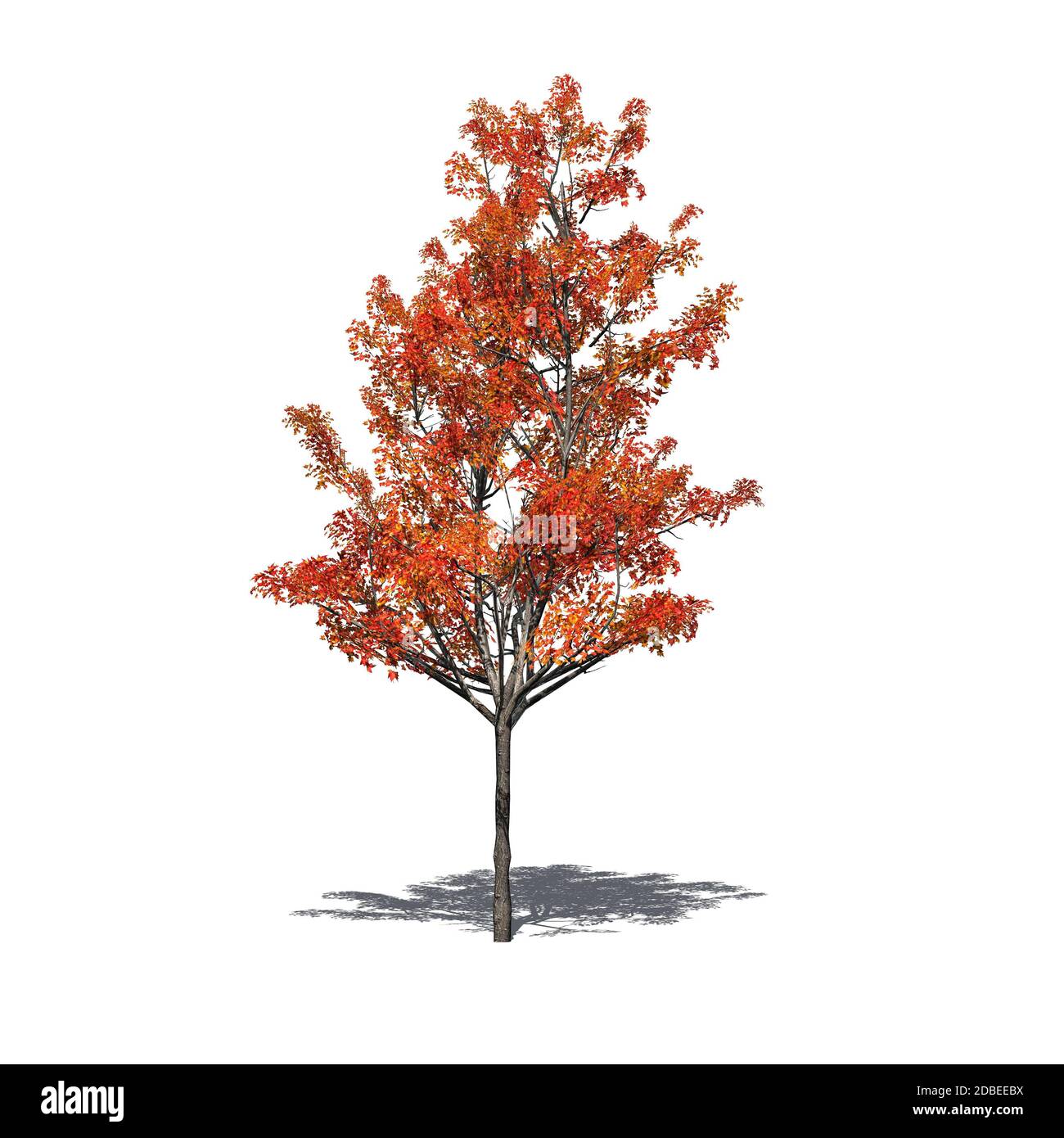 Autumn leaves forest floor Cut Out Stock Images & Pictures - Alamy