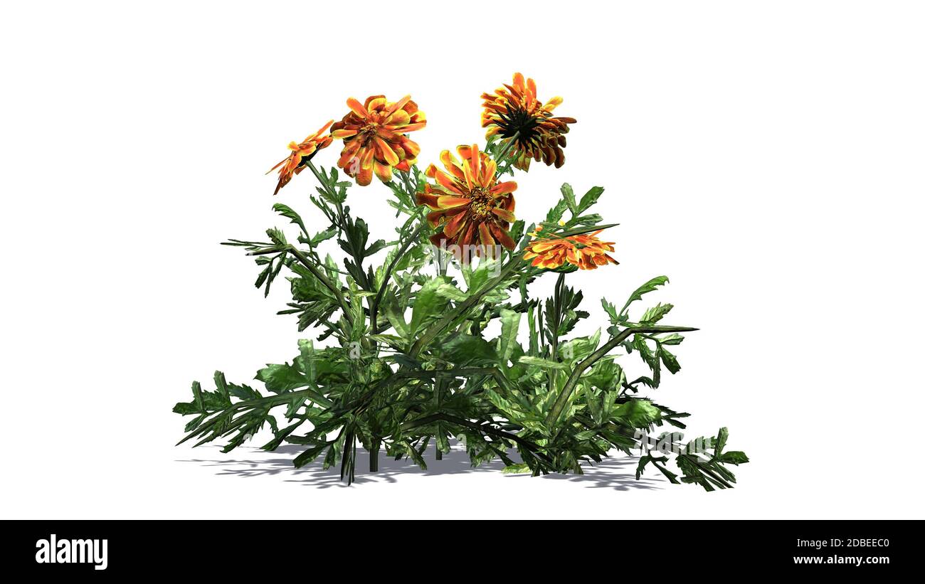 Marigold flower on white background Stock Photo - Alamy