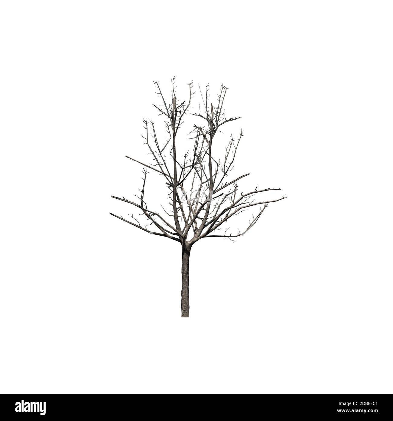 a single Japanese Maple tree in the winter Stock Photo - Alamy