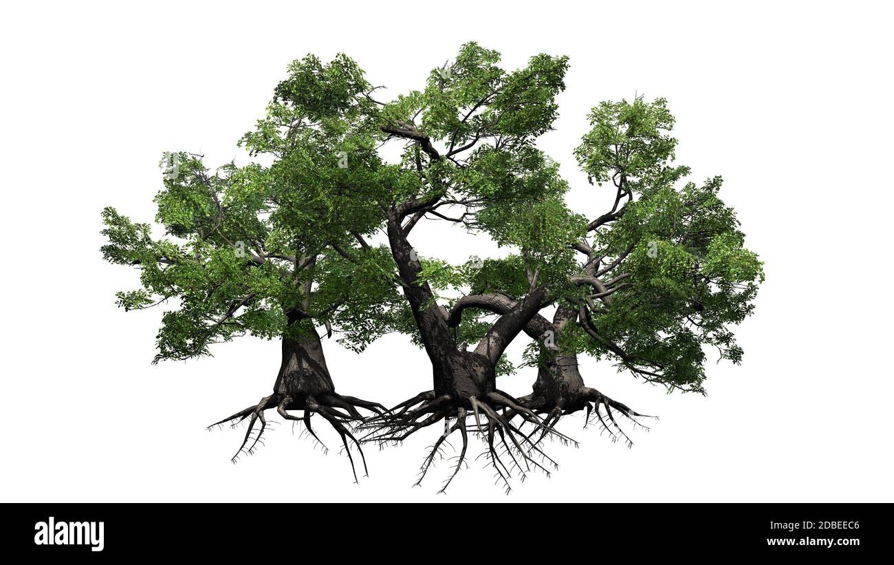 Green maple trees leaves Cut Out Stock Images & Pictures - Alamy