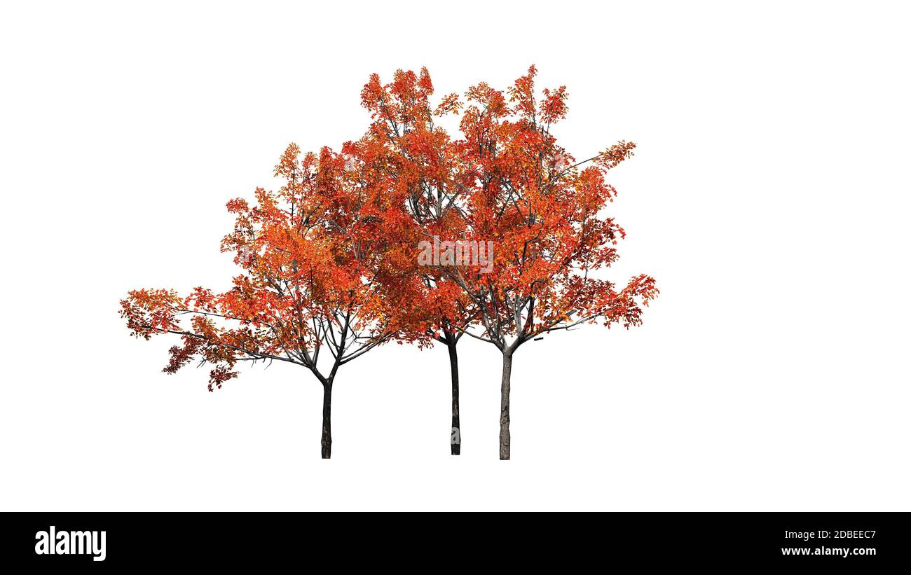 Autumn background maple trees Cut Out Stock Images & Pictures - Alamy