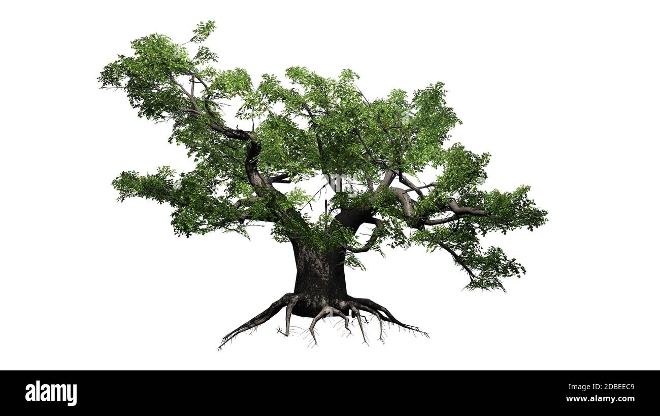 green Japanese Maple tree Stock Photo - Alamy