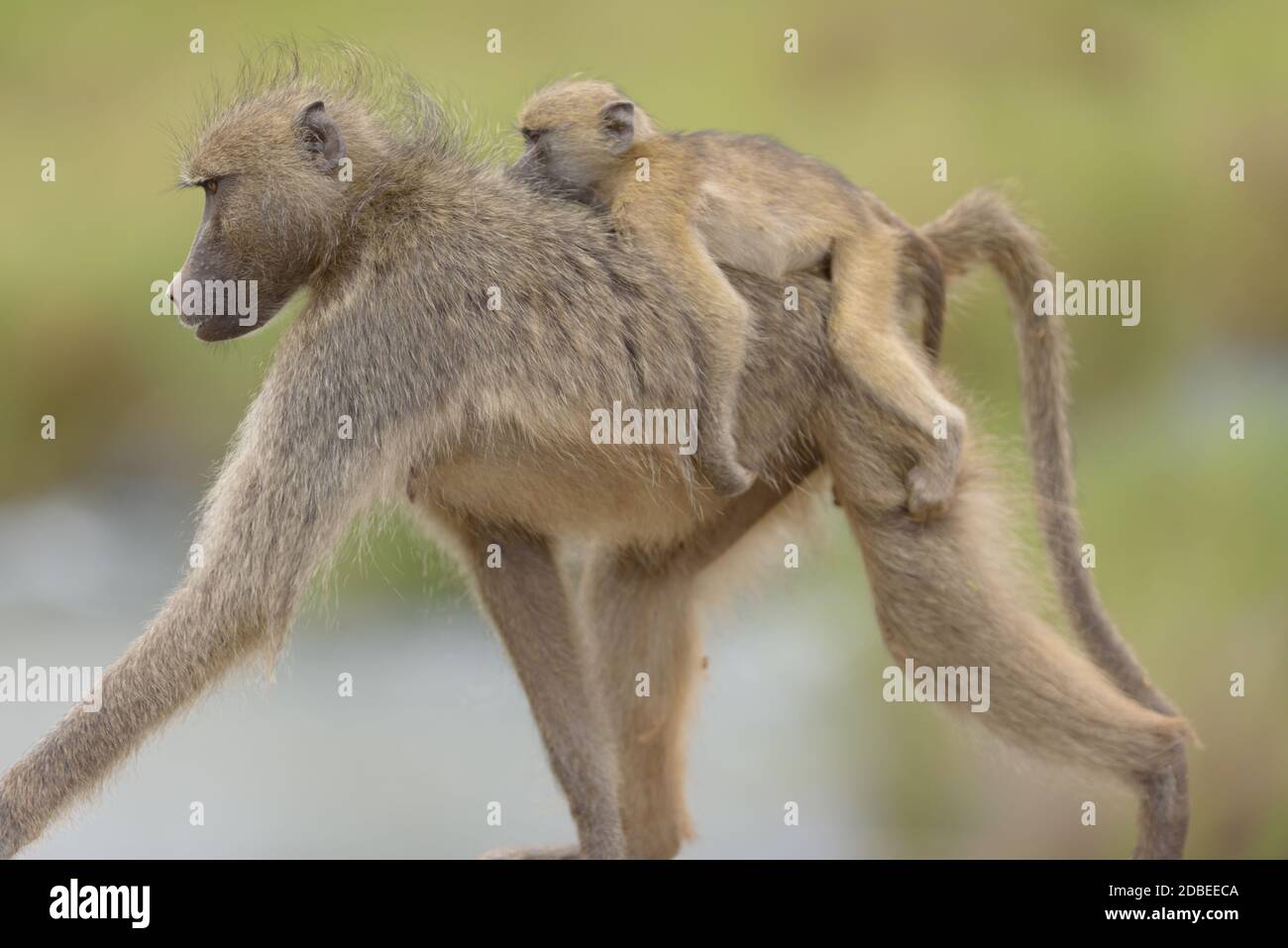 Children hug africa hi-res stock photography and images - Alamy