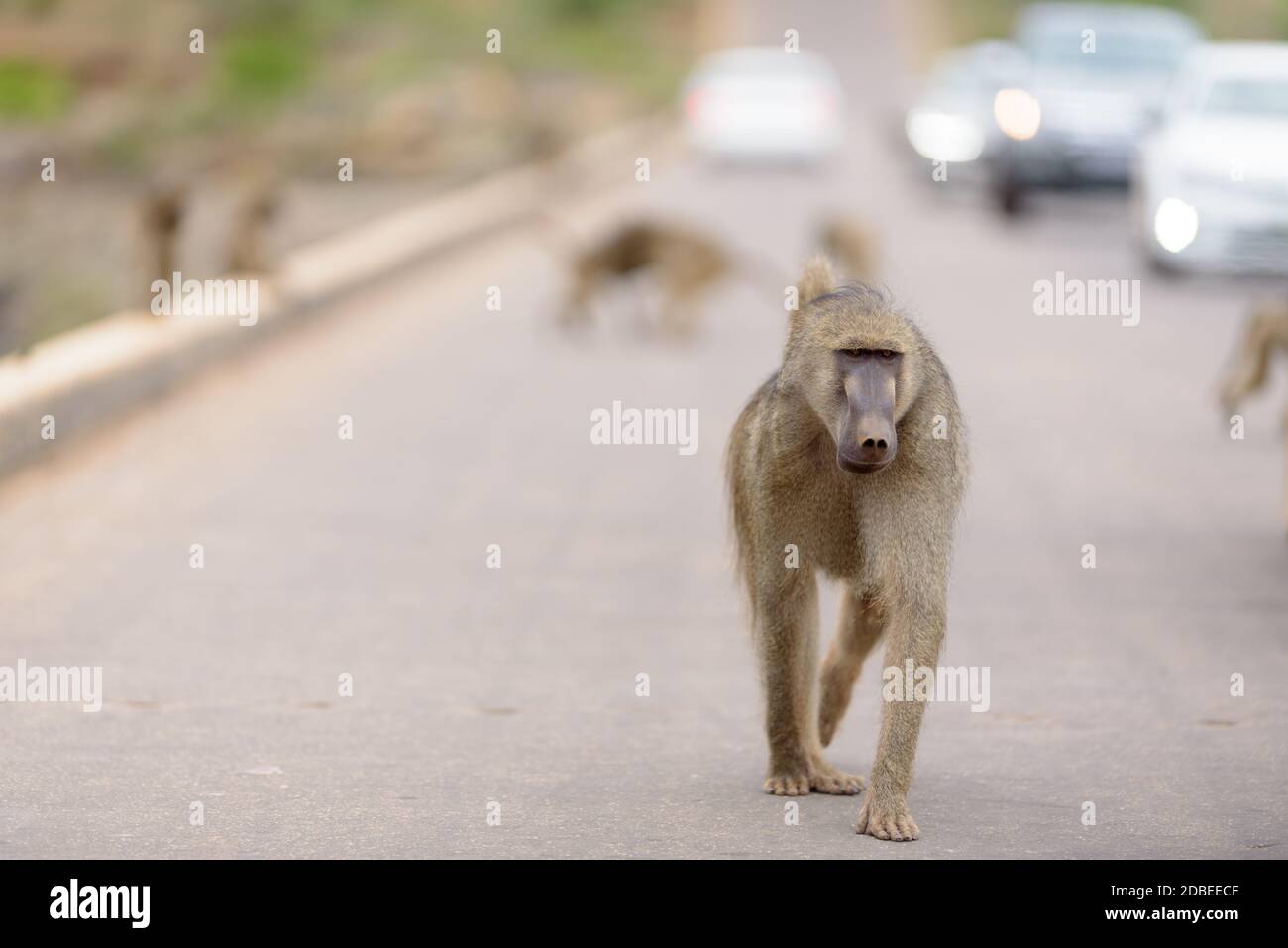 Baboon sight hi-res stock photography and images - Alamy