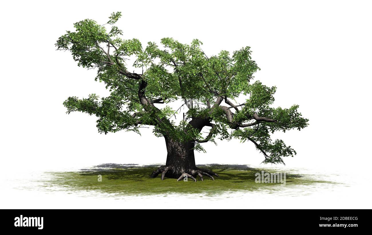 green Japanese Maple tree on a green area Stock Photo - Alamy