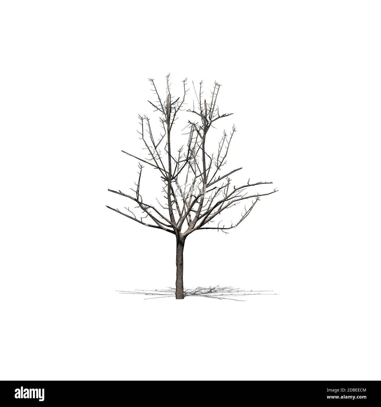 a single Japanese Maple tree in the winter with shadow on the floor ...