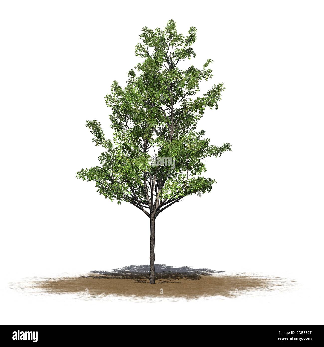 Japanese Maple tree on a sand area Stock Photo - Alamy