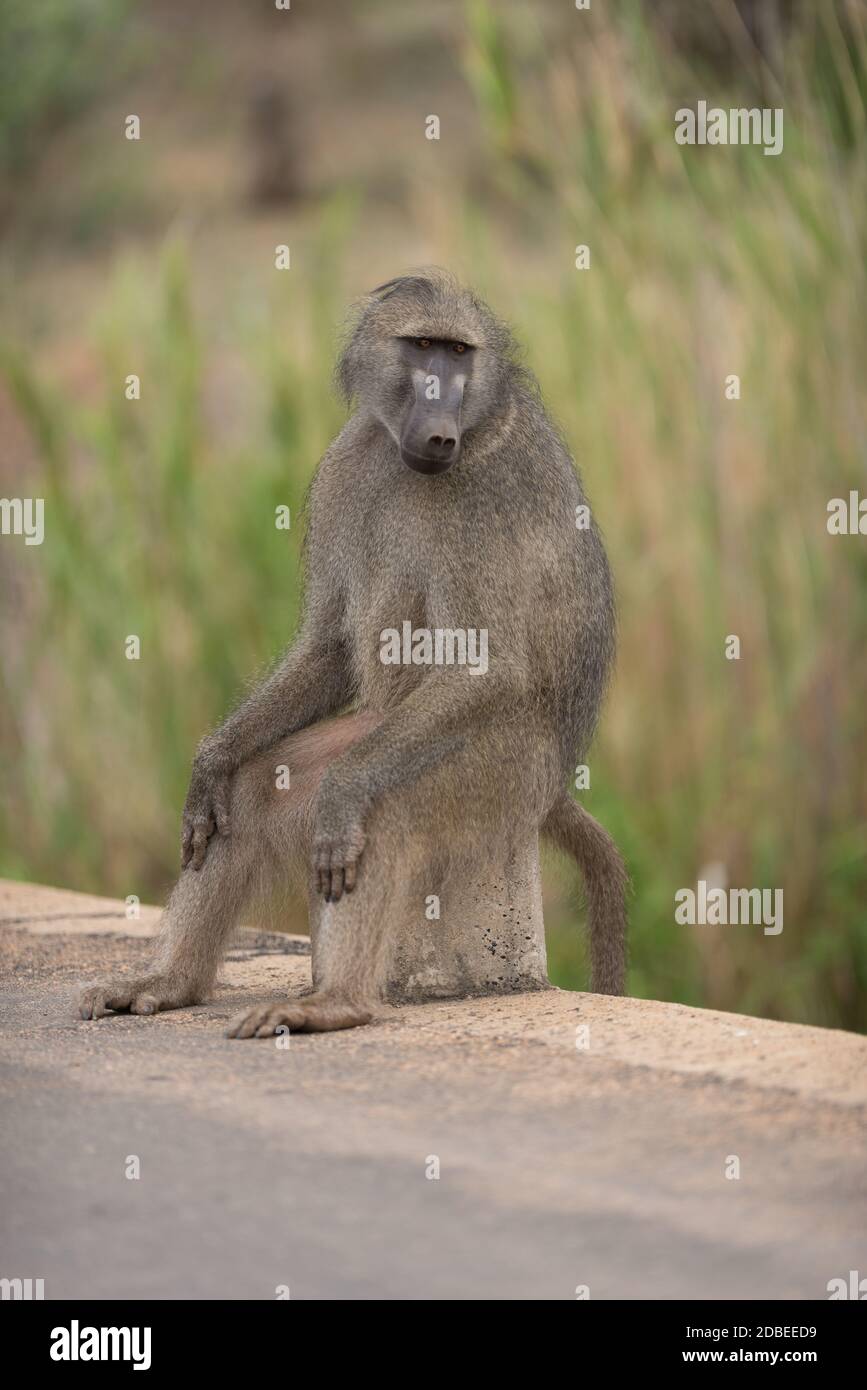 Male baboon close up portrait Stock Photo - Alamy