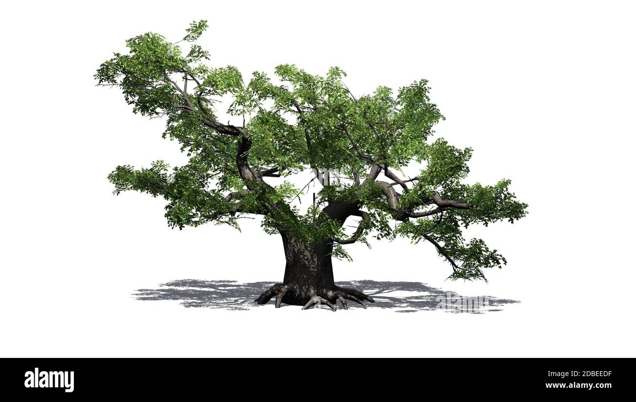 green Japanese Maple tree with shadow on the floor Stock Photo - Alamy