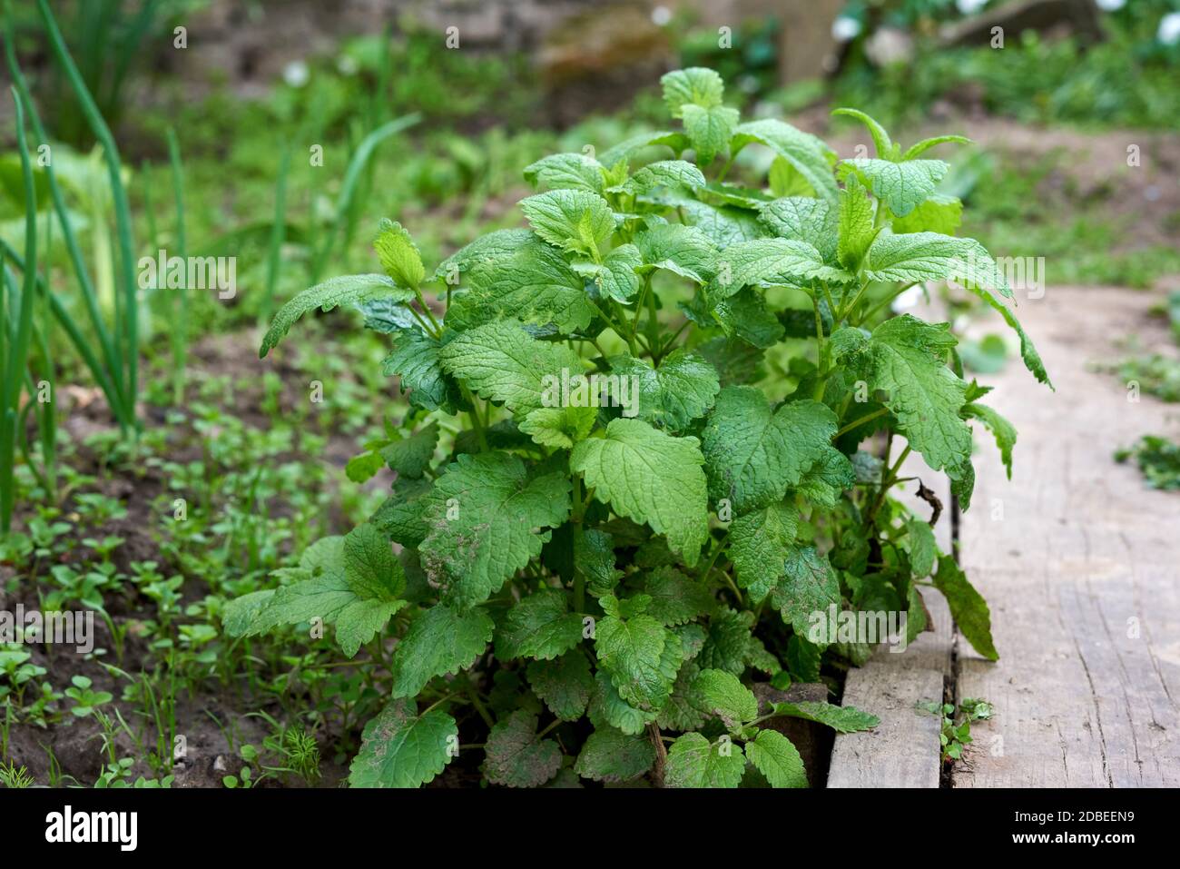 bush of growing mint with green leaves in the garden, fragrant grass ...