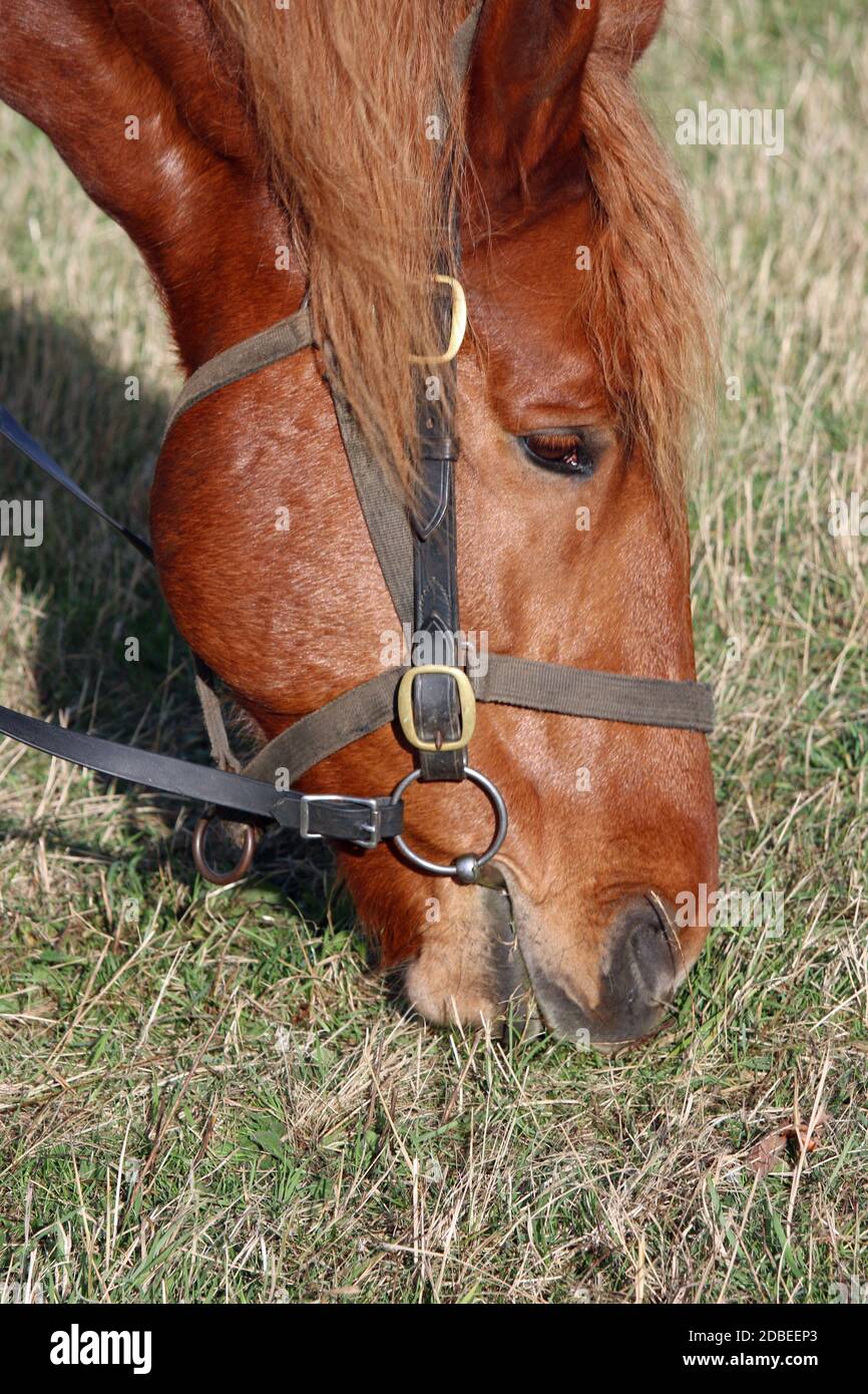 Suffolk punch heavy horse hi-res stock photography and images - Alamy