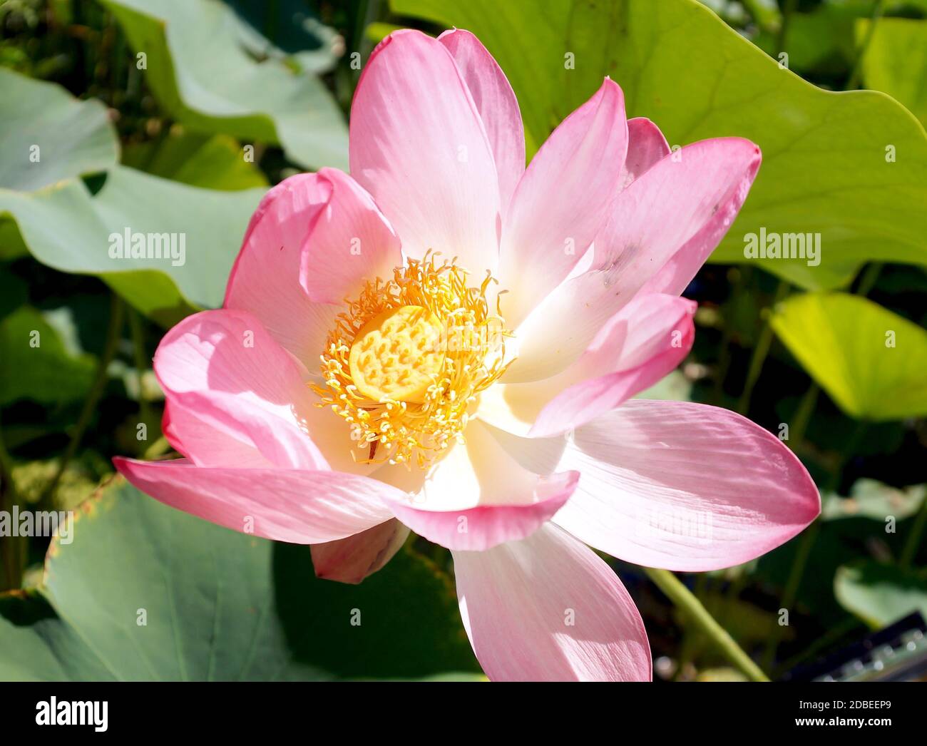 Russia volga lotus flower in hi-res stock photography and images - Alamy