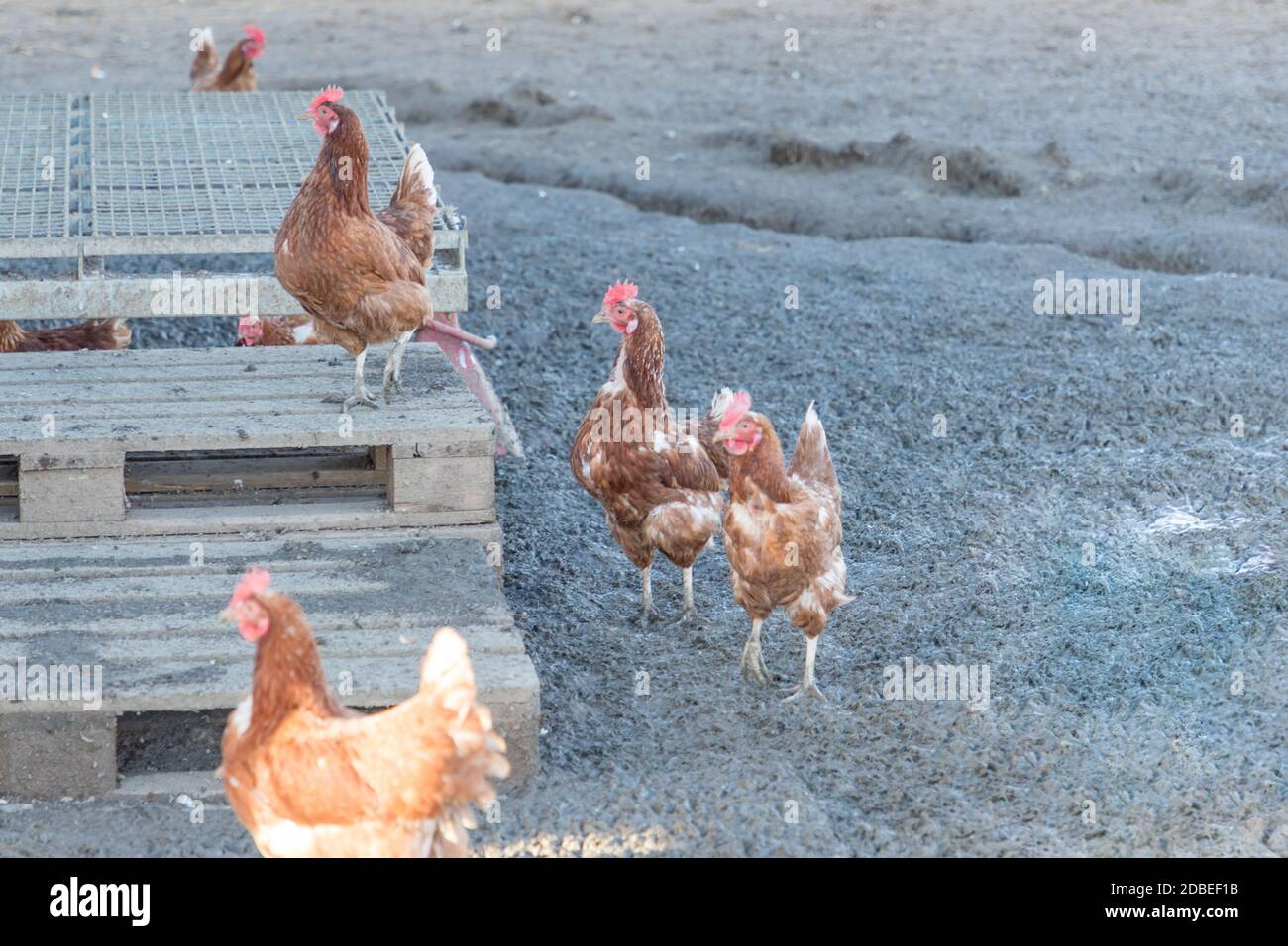 Puddle farmyard mud farm hi-res stock photography and images - Alamy