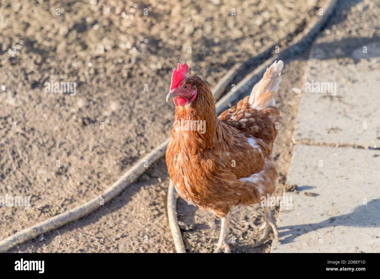 Rural agriculture scene with free happy hen outdoor. Ecological animal ...