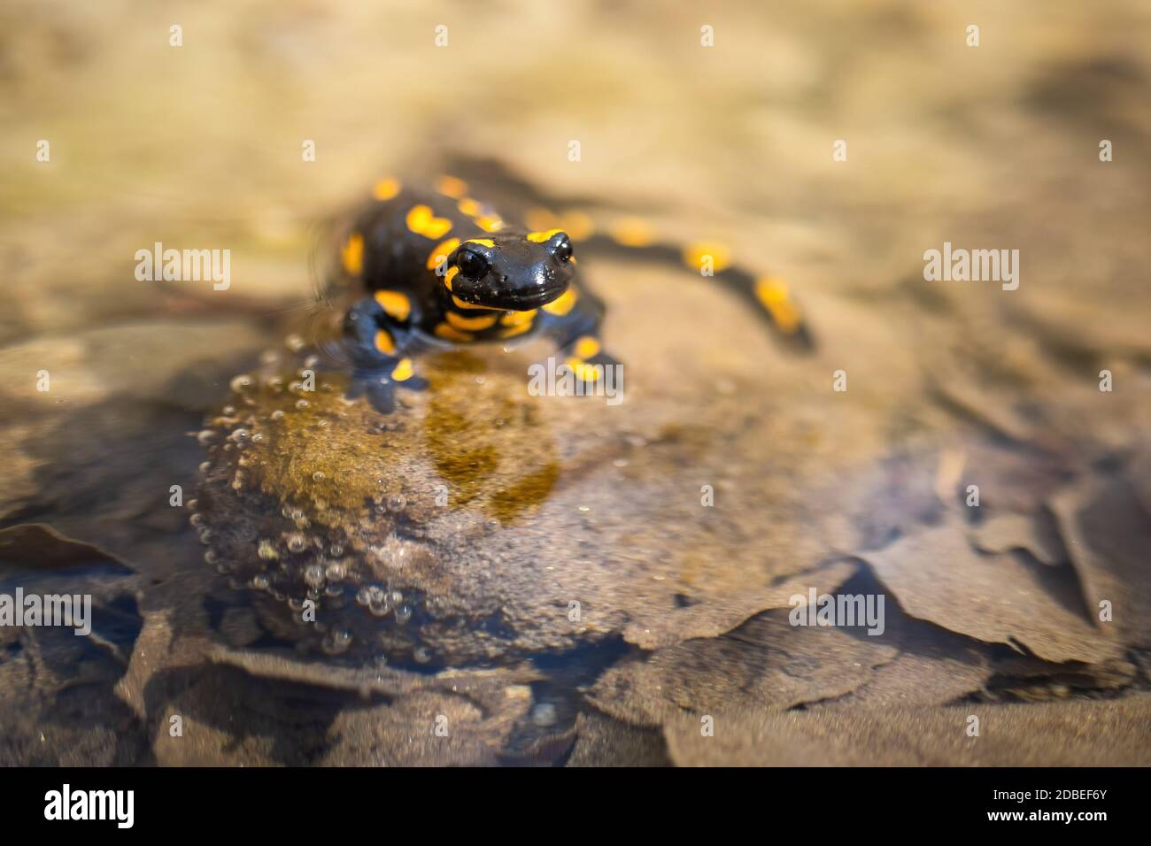 Endemic fire salamander, salamandra salamandra, hiding in water ...