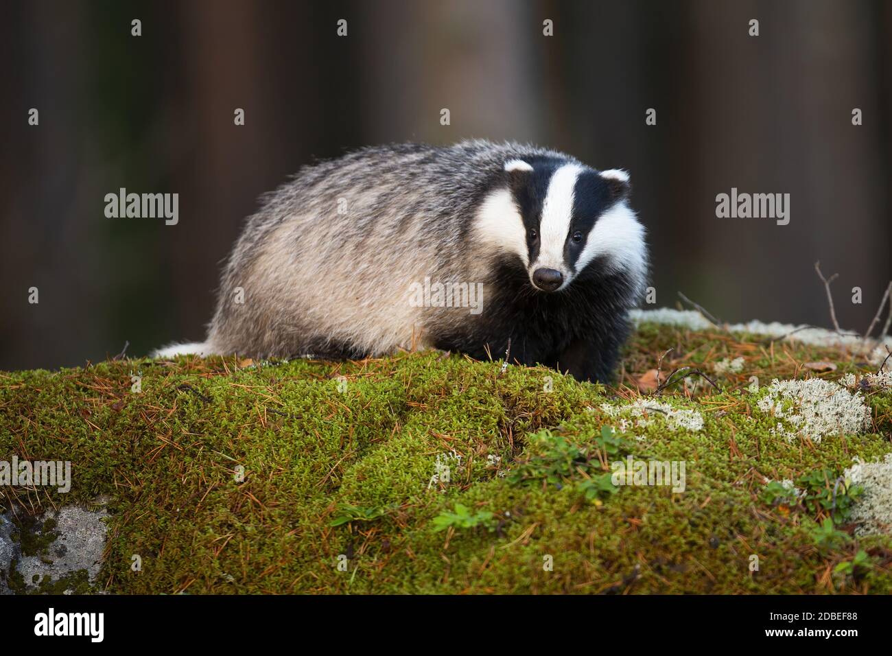Fluffy european badger, meles meles, facing camera on mossy rock in ...