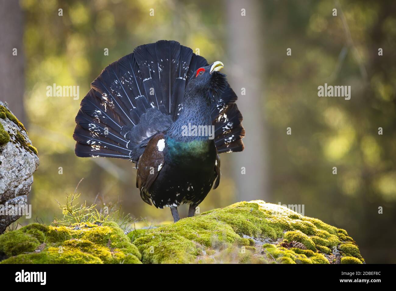 Eager male of western capercaillie, tetrao urogallus, showing off in ...