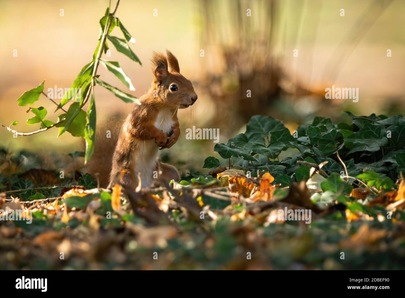 Attentive red squirrel, sciurus vulgaris, standing on rear legs in ...