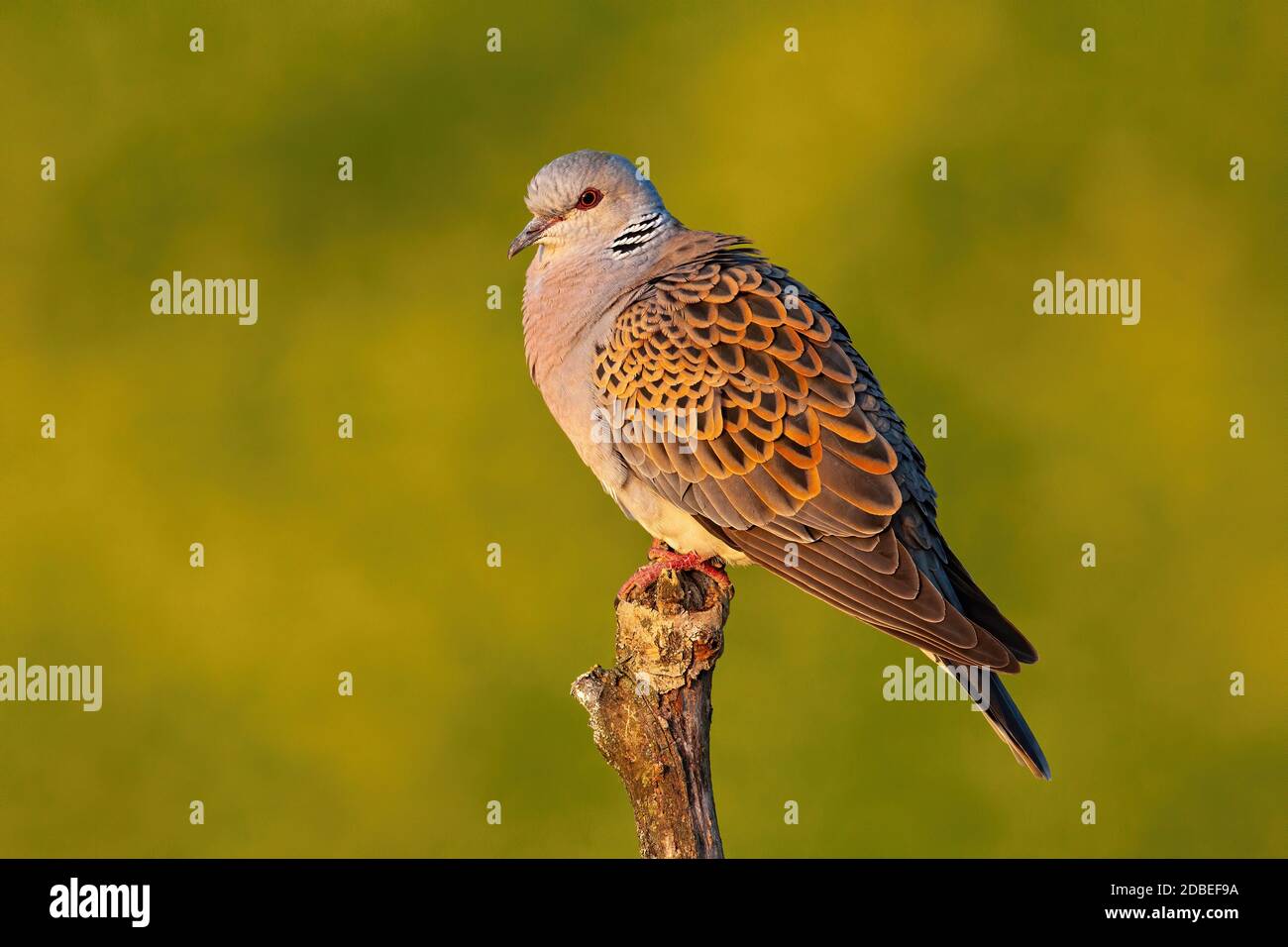 Turtle dove pattern hi-res stock photography and images - Alamy
