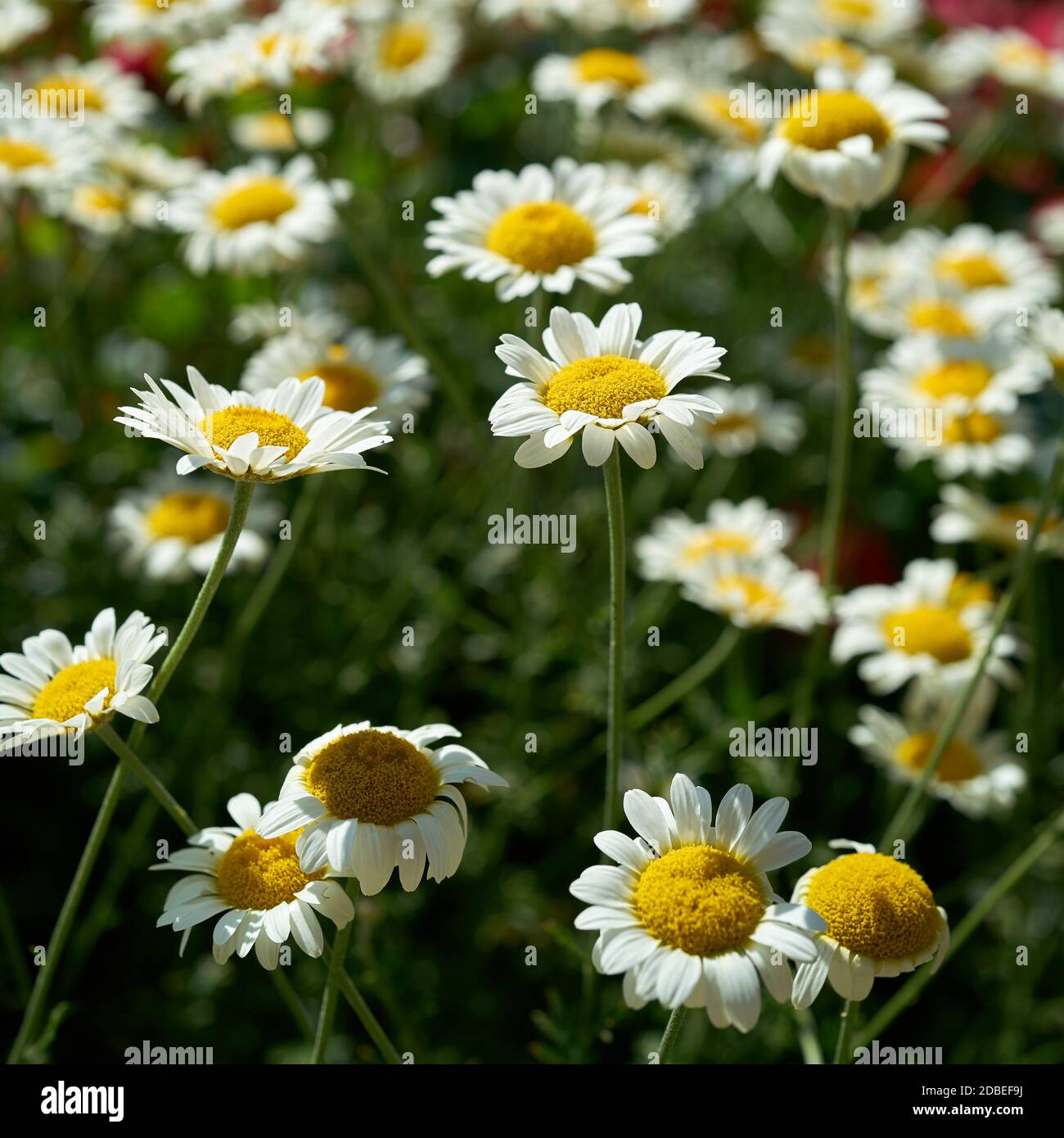 Marguerites leucanthemum hi-res stock photography and images - Alamy