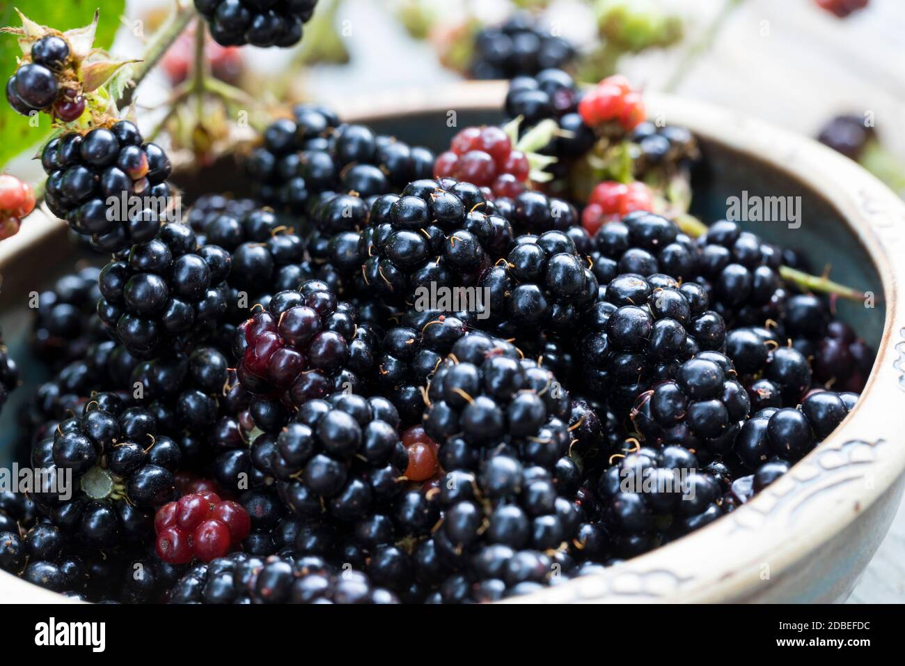 Brombeere Rubus Fruticosus High Resolution Stock Photography and Images ...