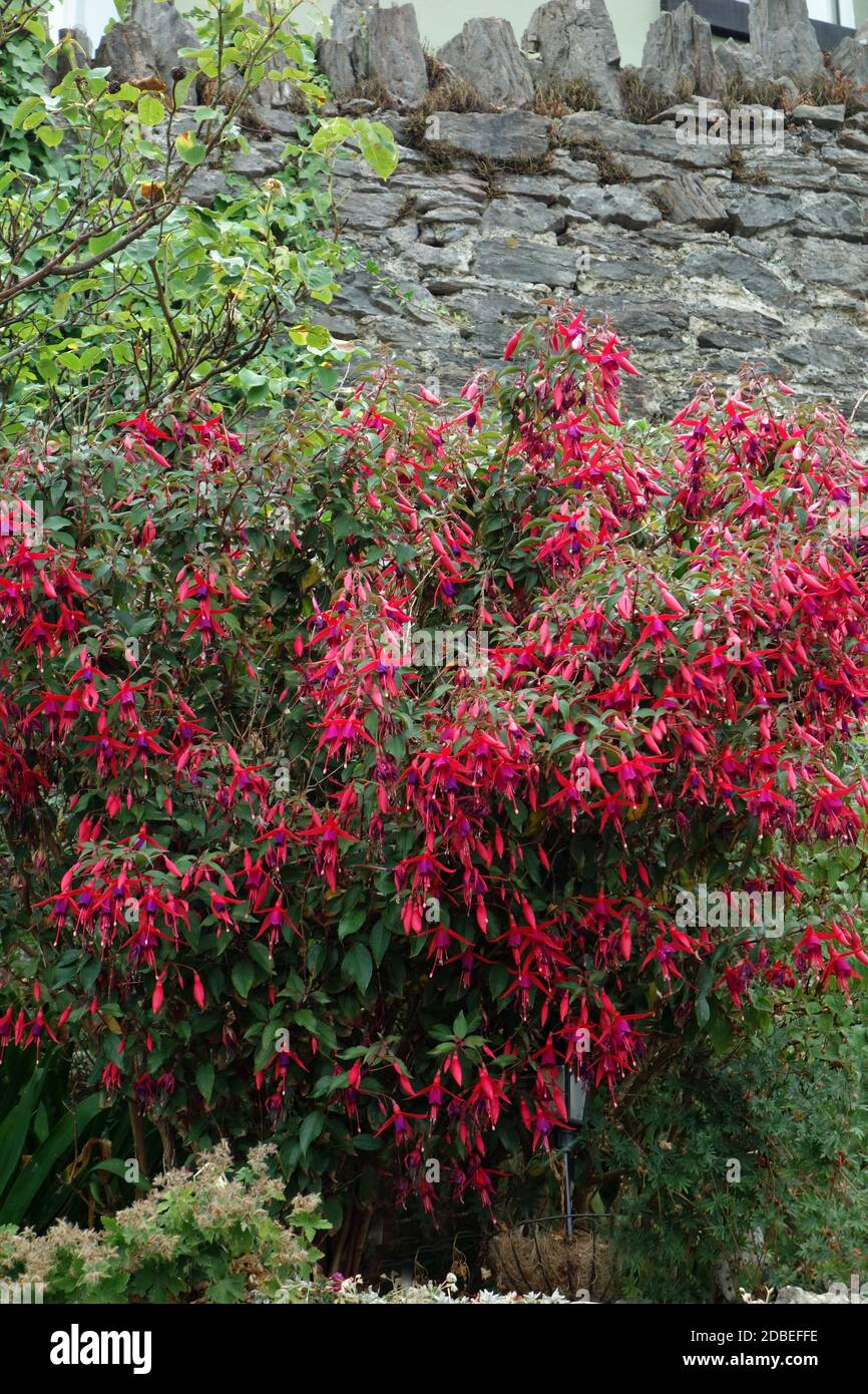Fuchsita hi-res stock photography and images - Alamy