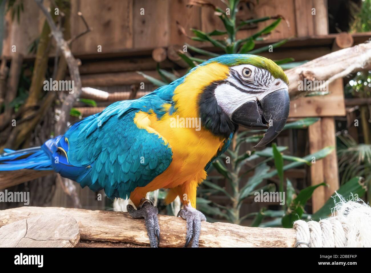 A blue and yellow colorful parrot sits on a branch and looks sideways ...