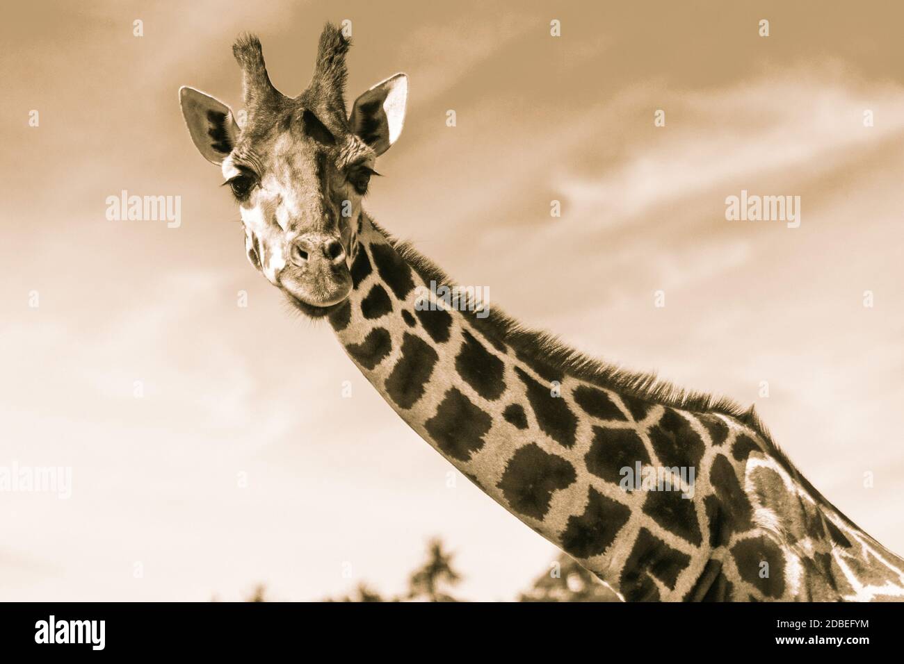 Upper body of a giraffe in sepia colors Stock Photo - Alamy