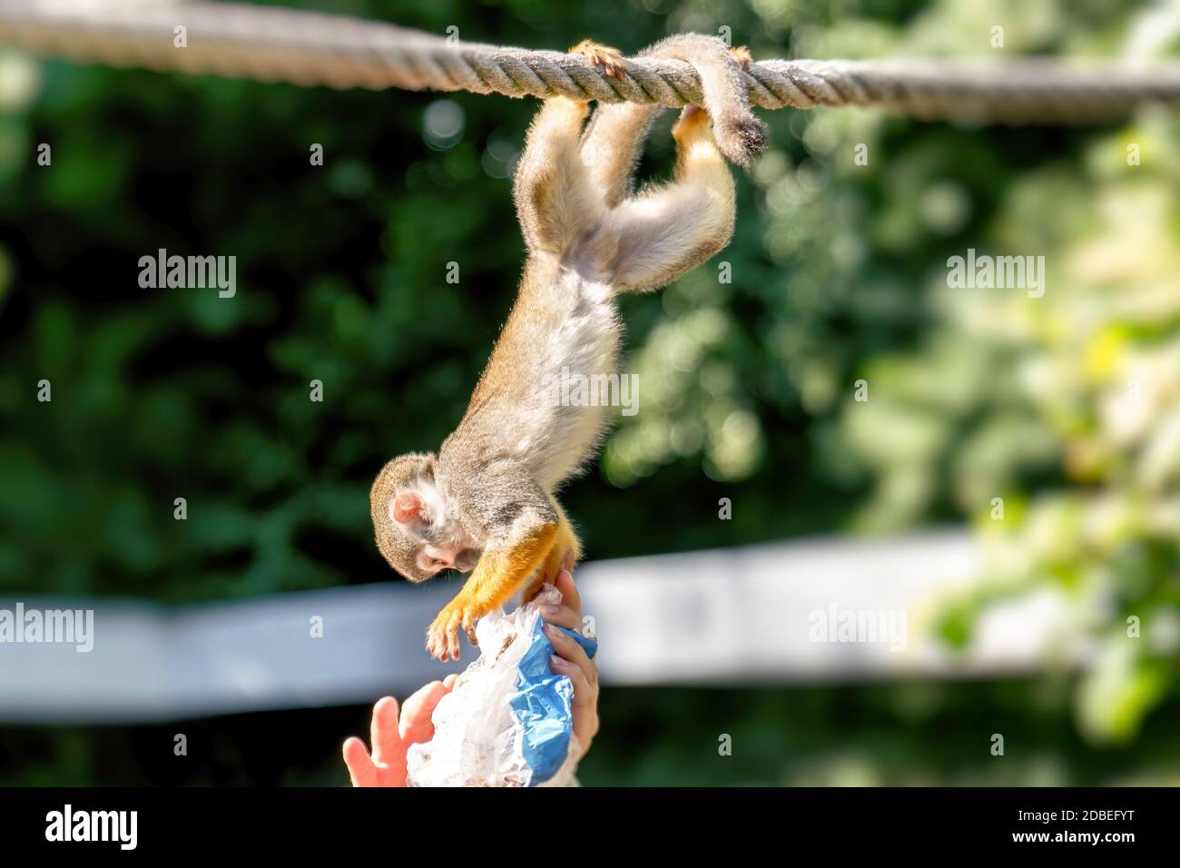 A small Squirrel monkey sits on a rope and reaches for a paper bag from ...