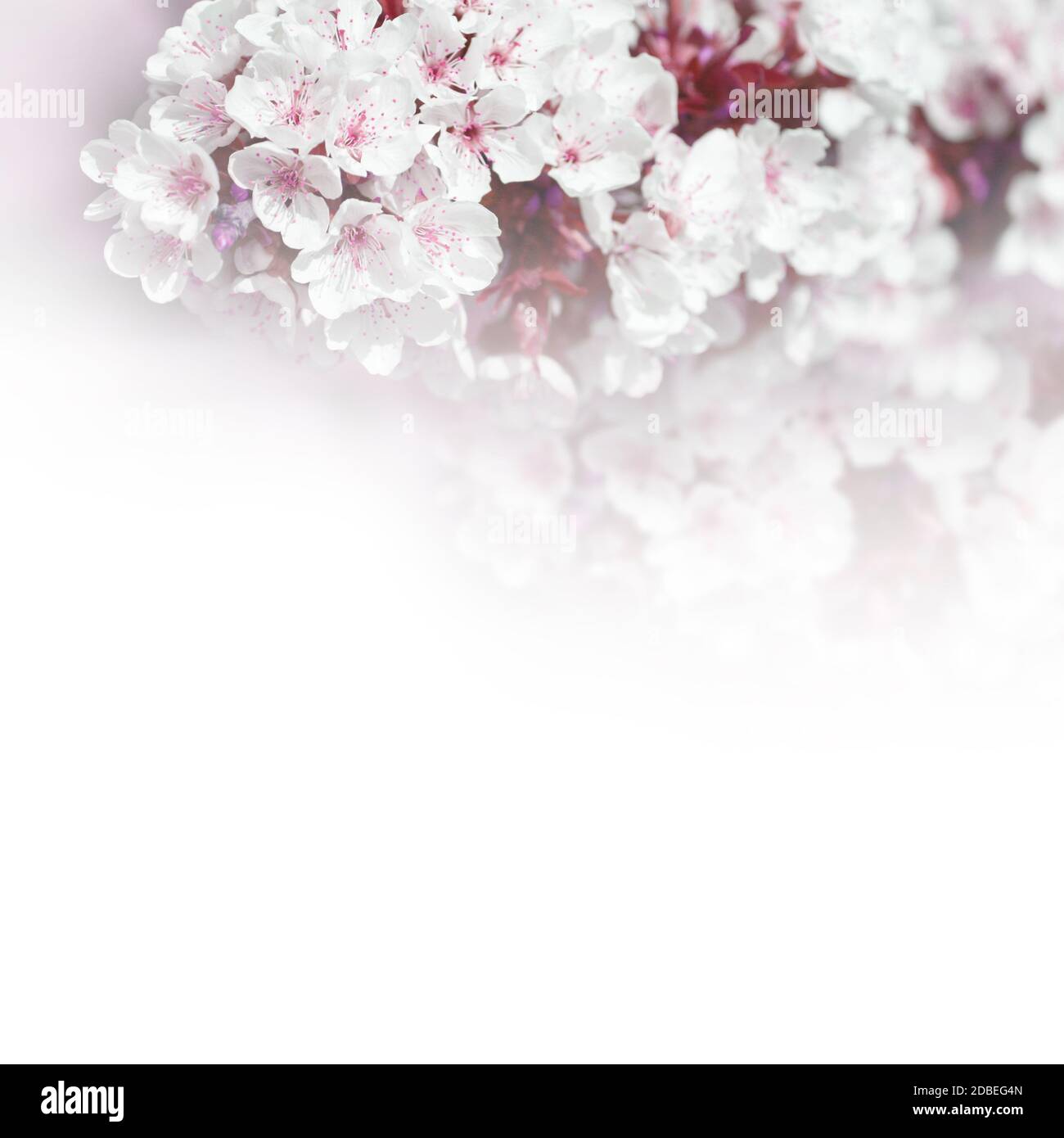 Spring background with cherry blossom trees Stock Photo - Alamy