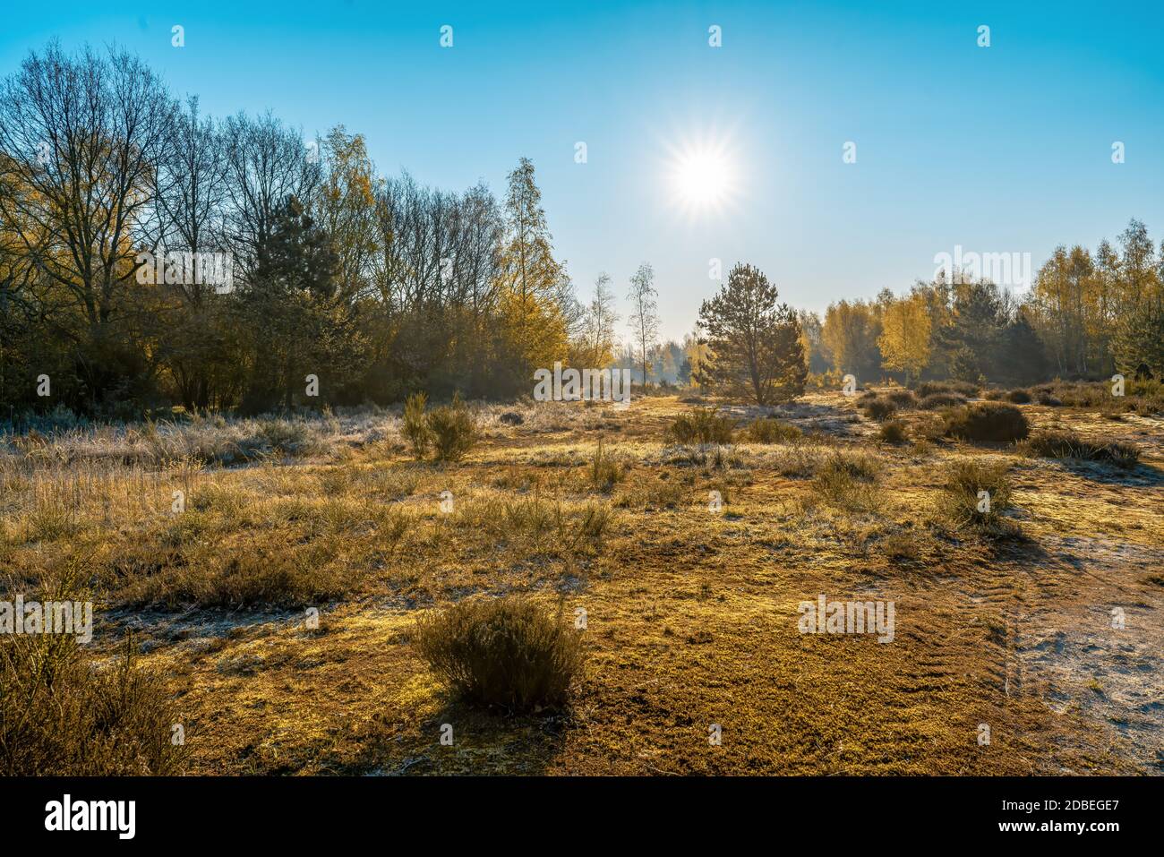 A moss field with trees in the background and sun in the sky Stock ...