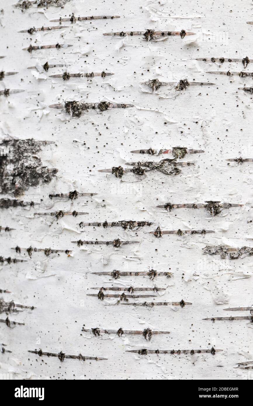 White trunk tree with lines background. Birch tree bark texture Stock ...