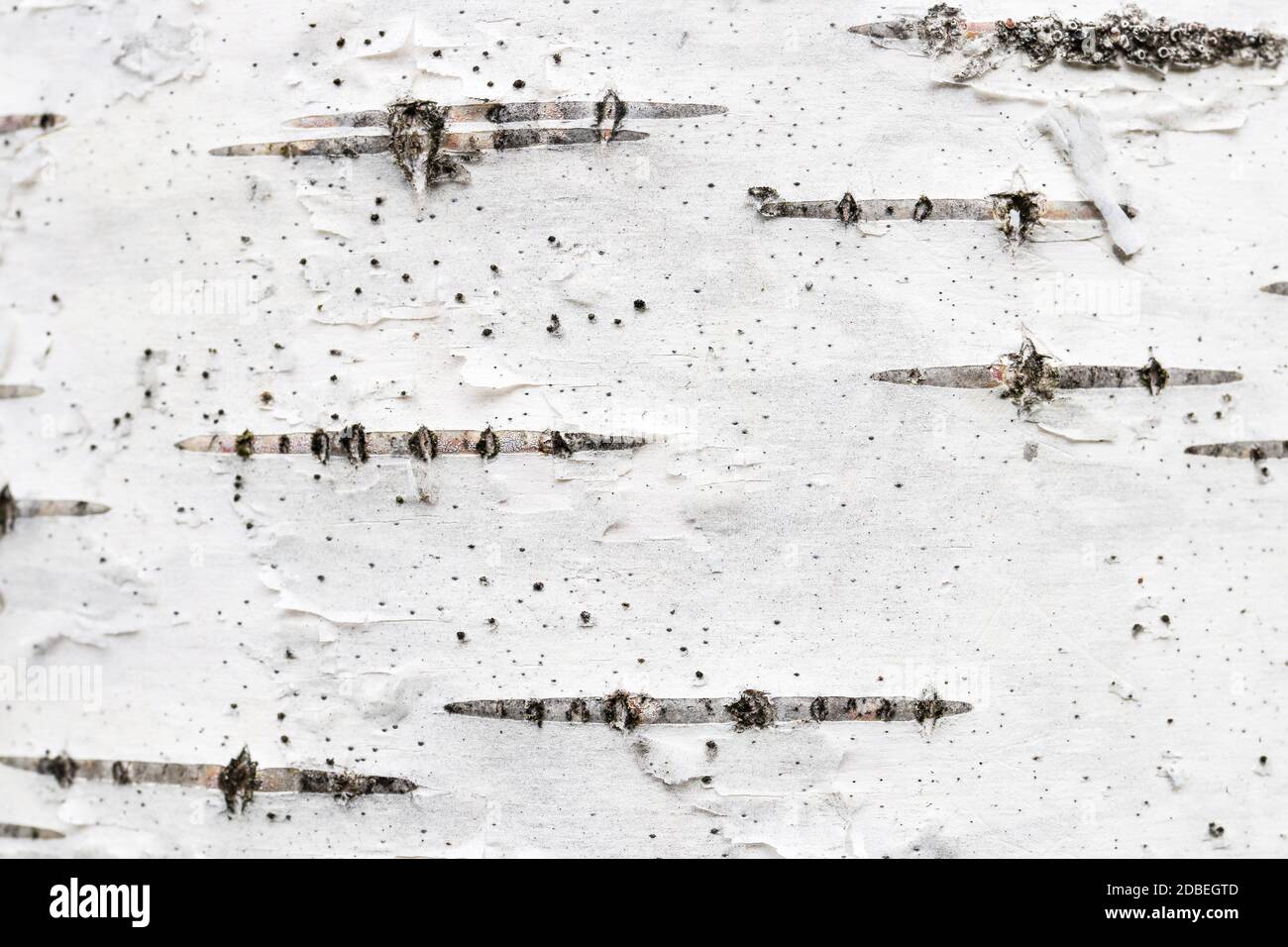 White trunk tree with lines background. Birch tree bark texture Stock ...