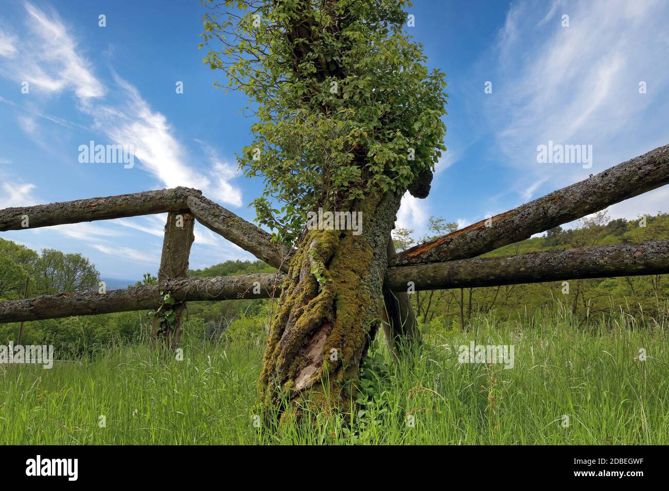 Tree trunk fence hi-res stock photography and images - Alamy