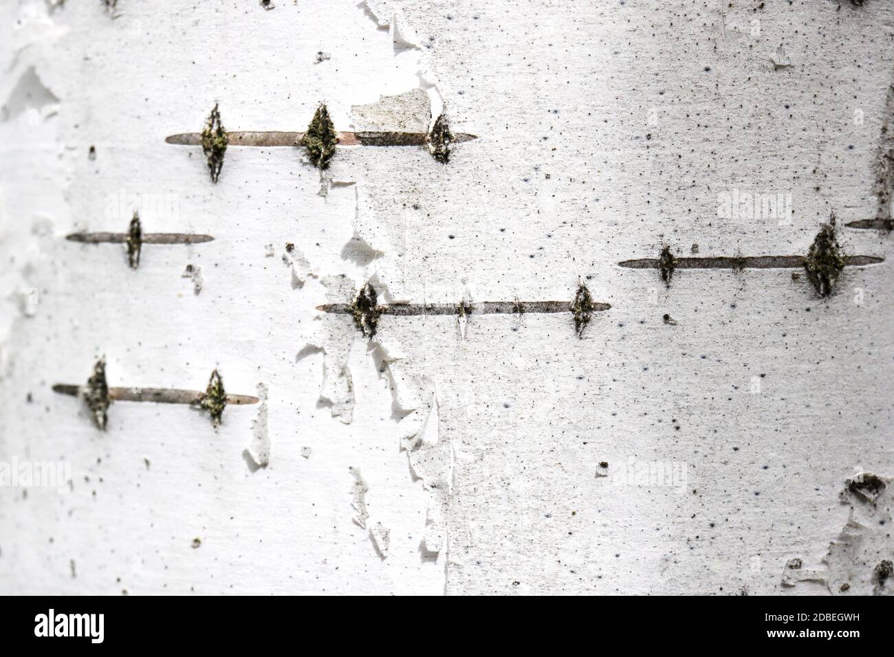 White trunk tree with lines background. Birch tree bark texture Stock ...