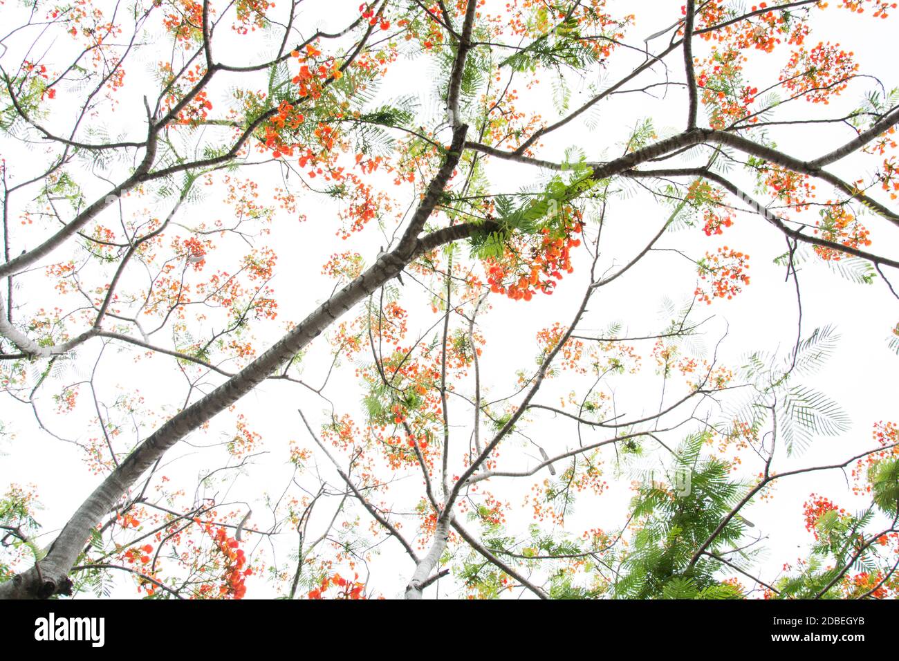 Very beautiful spring tree Stock Photo - Alamy