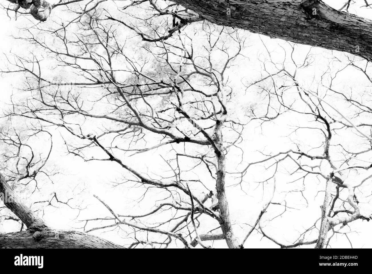 Branching off hi-res stock photography and images - Alamy