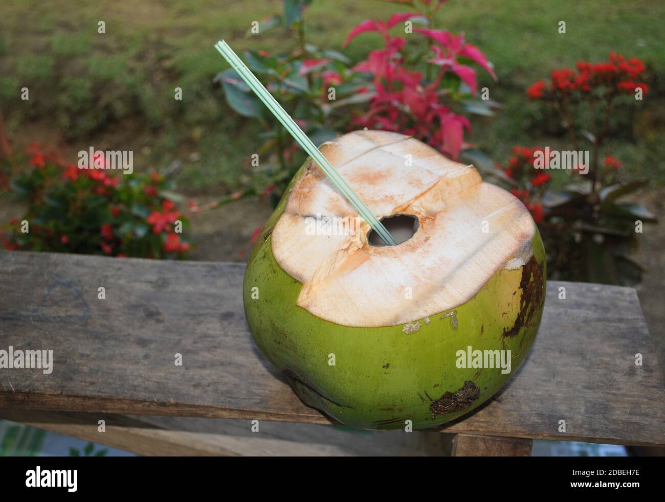 coconut with drinkung straw in the Philippines Stock Photo - Alamy
