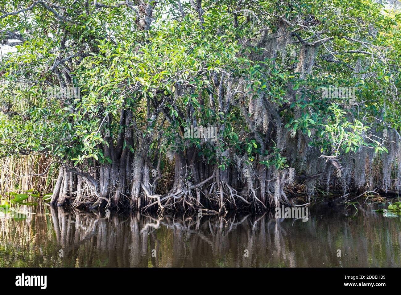 Mangrove forest in the Everglades Park in Florida, USA Stock Photo - Alamy