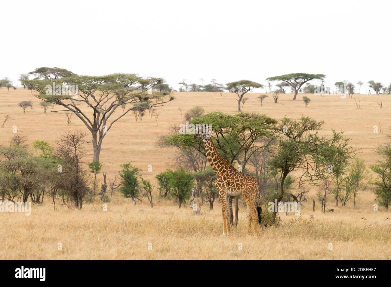 Serengeti National Park landscape, Tanzania, Africa. African panorama ...