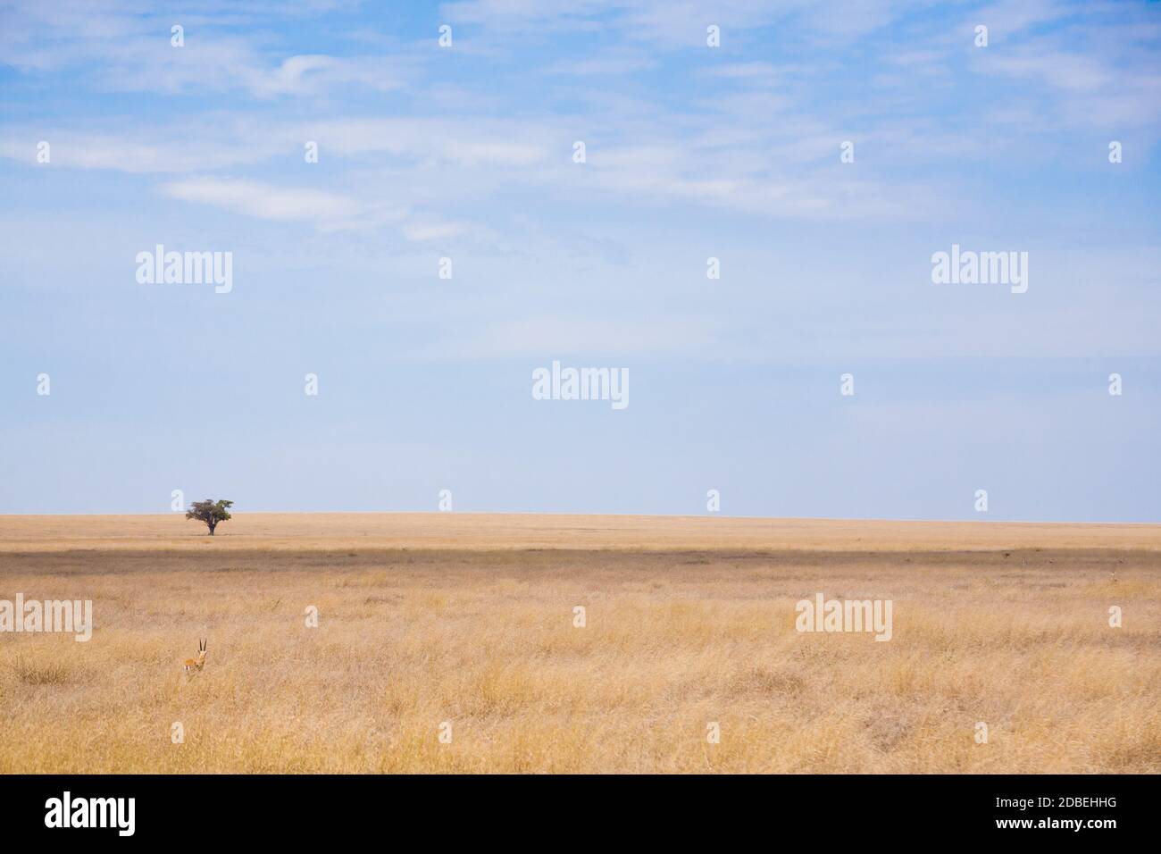 Serengeti National Park landscape, Tanzania, Africa. African panorama ...