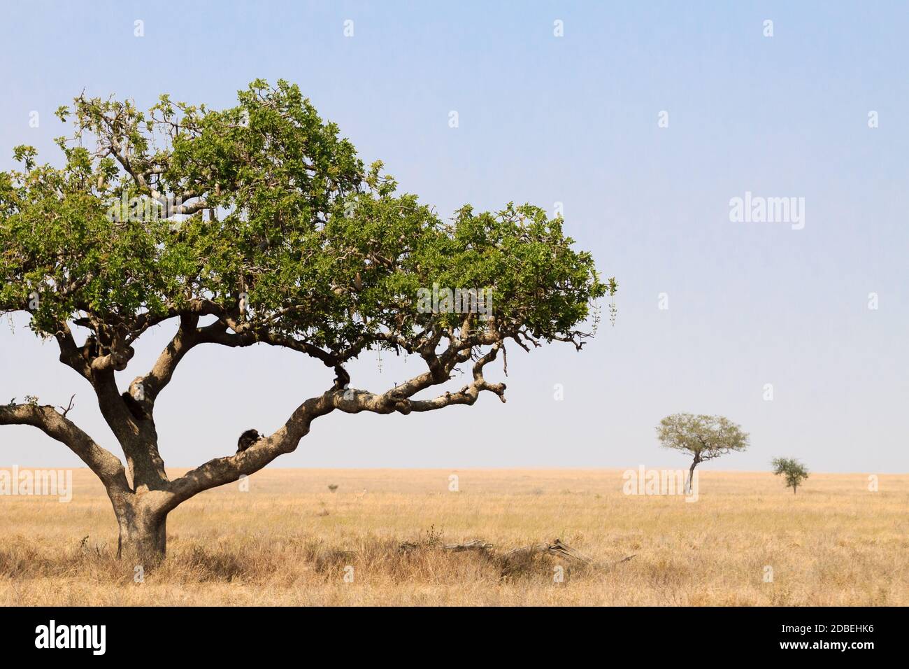 Serengeti National Park landscape, Tanzania, Africa. African panorama ...