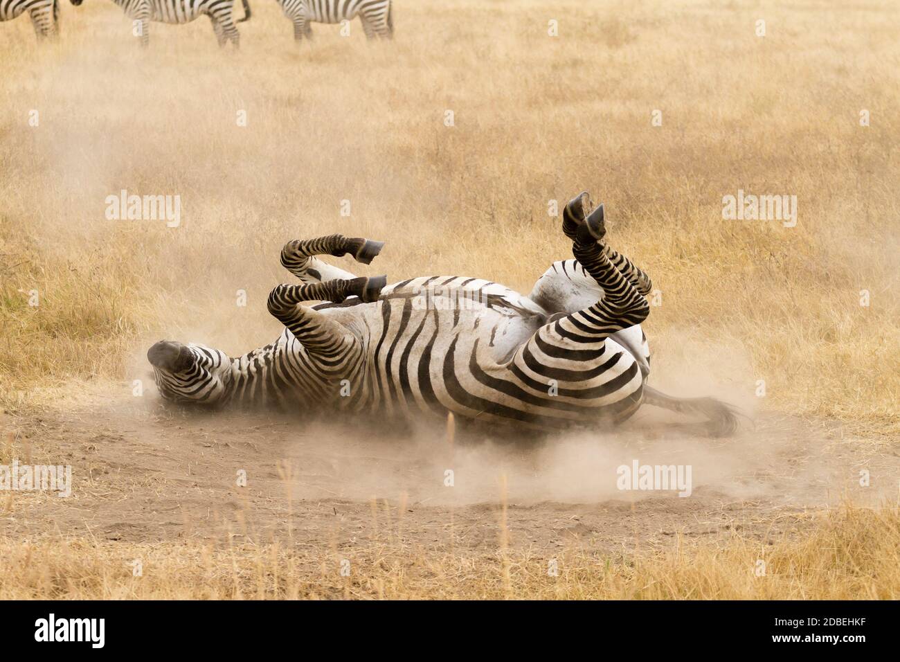 Zebra that is rolling on the ground. Ngorongoro crater, Tanzania ...