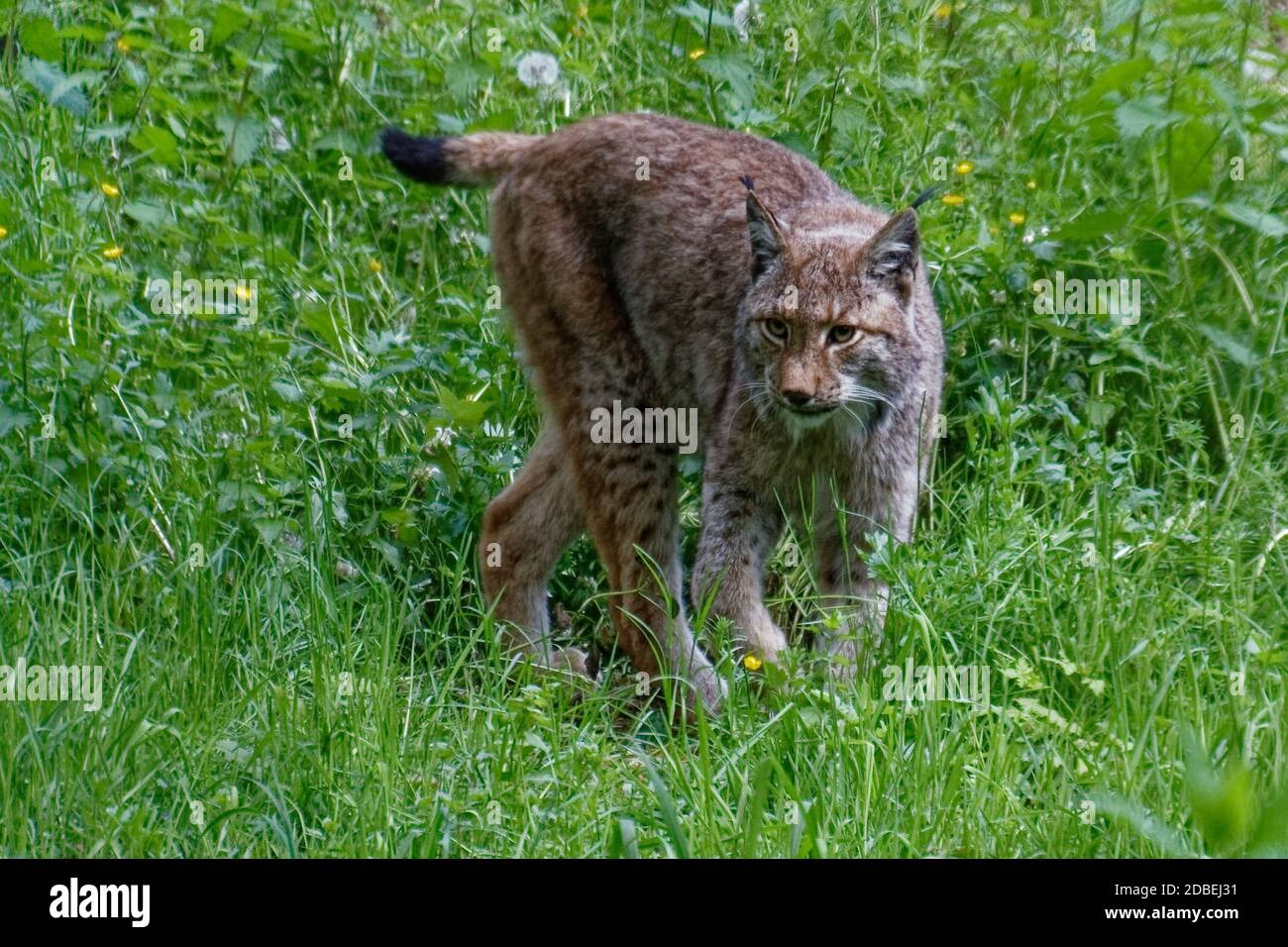 Lynx cats hi-res stock photography and images - Alamy
